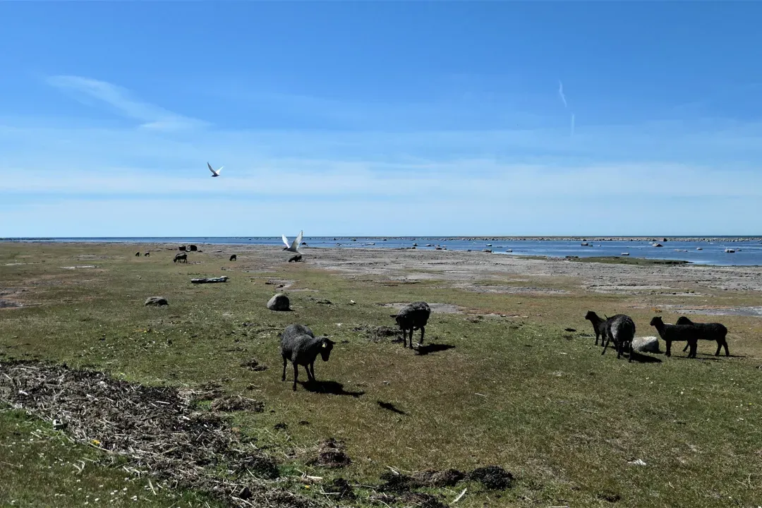 Ottenby攻略及週邊必遊景點推薦｜雄獅旅遊