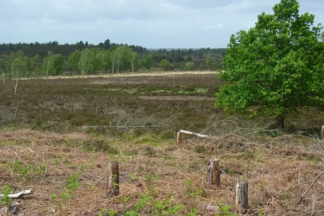 Woolmer Forest攻略及週邊必遊景點推薦｜雄獅旅遊