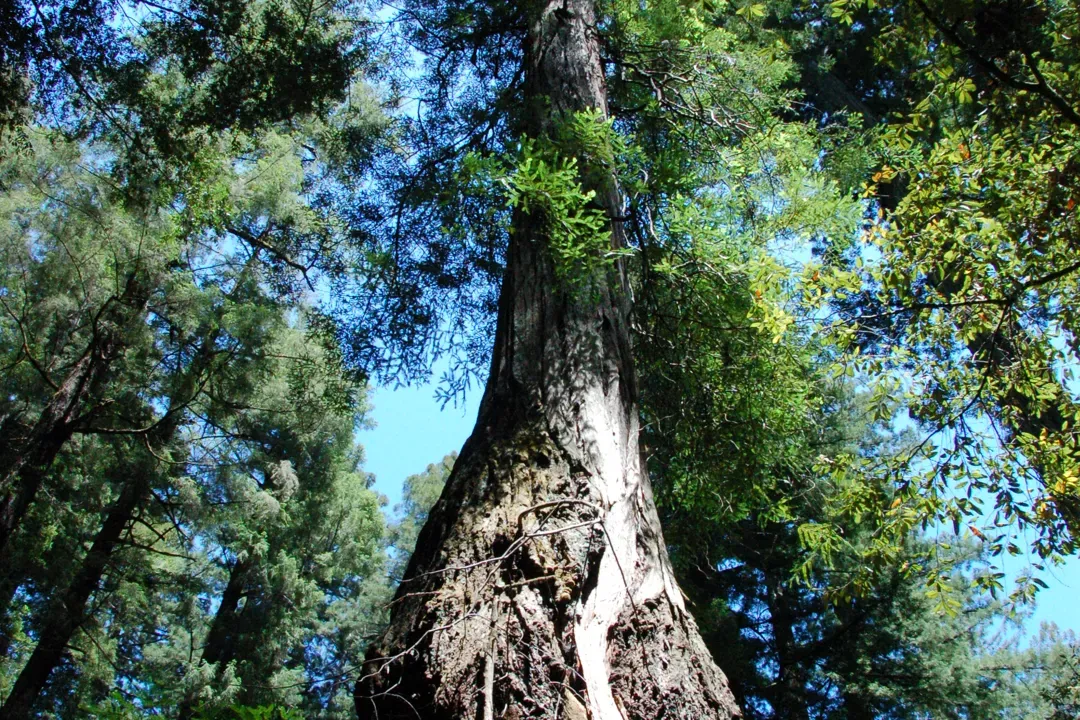 Armstrong Redwoods State Natural Reserve攻略及週邊必遊景點推薦｜雄獅旅遊